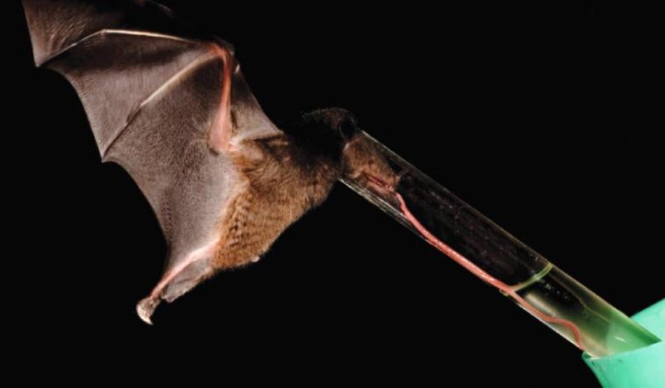 El are cea mai lungă limbă din lume (VIDEO)