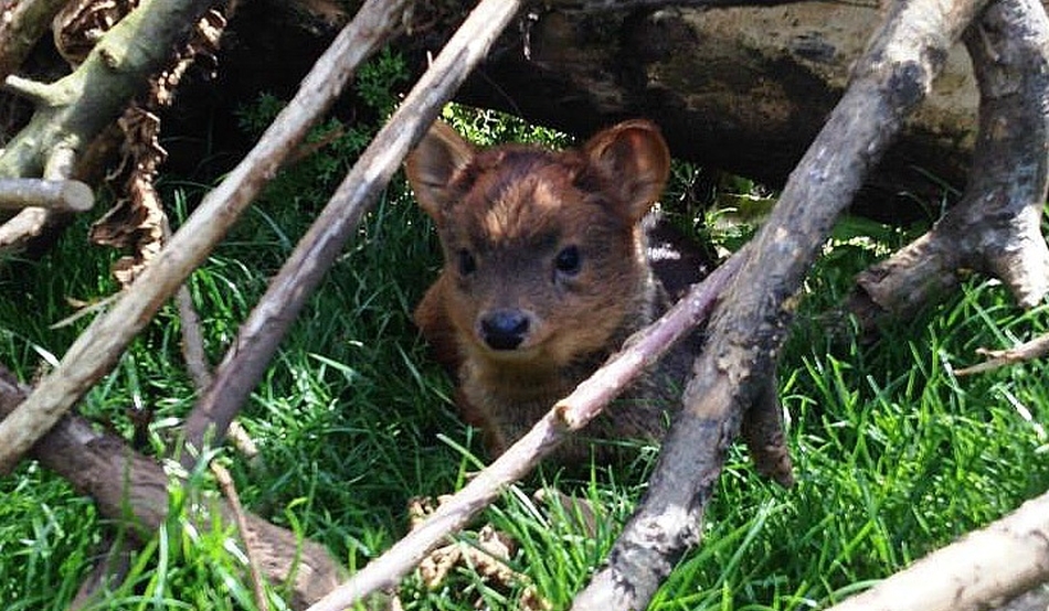 Un exemplar de pudú, cel mai mic cerb din lume, s-a născut în Marea ...