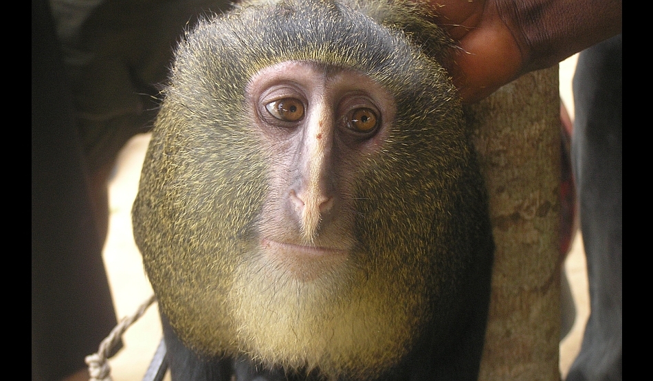 După 28 de ani, cercetătorii au descoperit o nouă specie de maimuţă ...