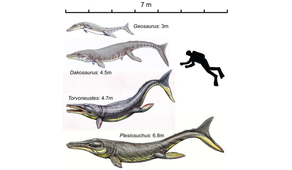 A fost descoperit Tyrannosaurus rex al apelor: fiorosul Plesiosuchus