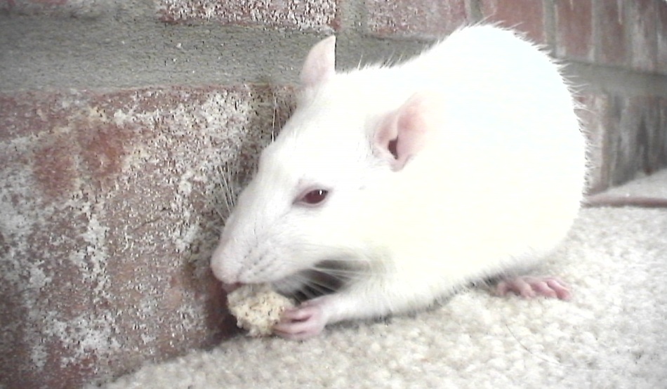 Dezgustul la şobolani: de ce merită studiat?