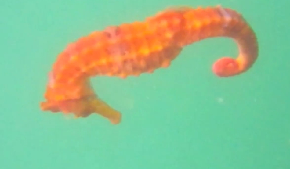 O specie rară de căluţ de mare a fost filmată pentru prima dată (VIDEO)