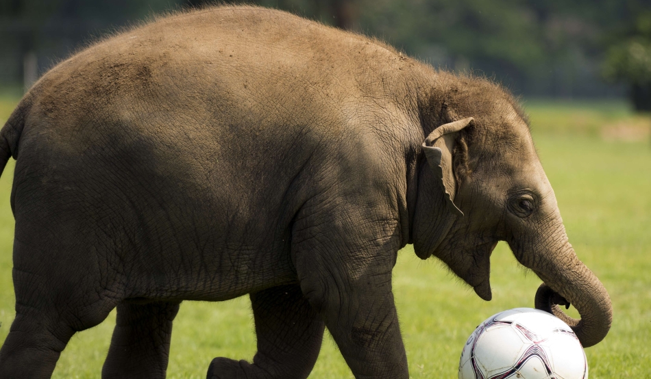 De ce au elefanţii păr?