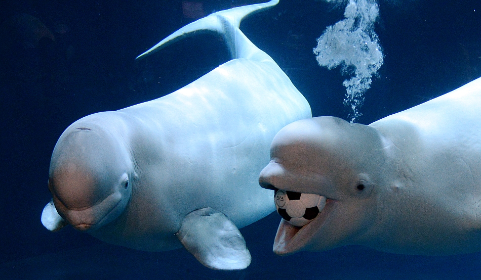 Uluitor: balena care imită vocea omului „doreşte să comunice cu noi ...