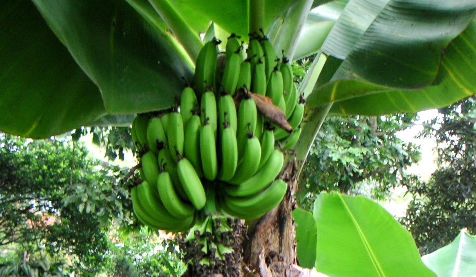 Banane în loc de cartofi: schimbările climatice ar putea modifica ...