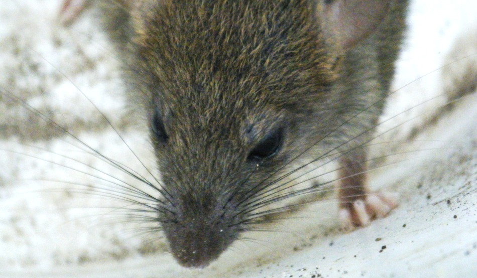 Şobolanii îşi folosesc „mustăţile” ca organe de simţ - dar şi oamenii ...