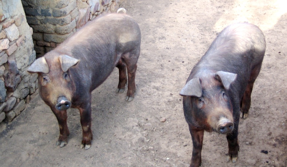 Oameni şi porci - două specii tulburător de asemănătoare