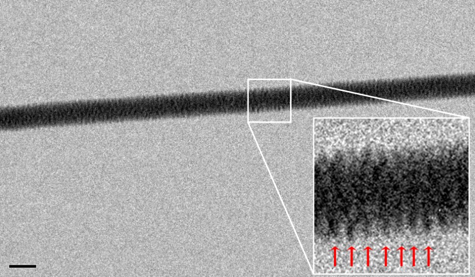 ADN-ul a fost fotografiat direct, pentru prima dată