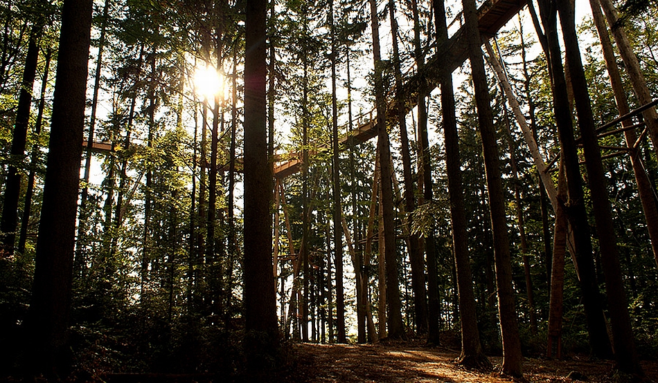 Record într-o pădure bavareză: cea mai lungă potecă din lume croită ...