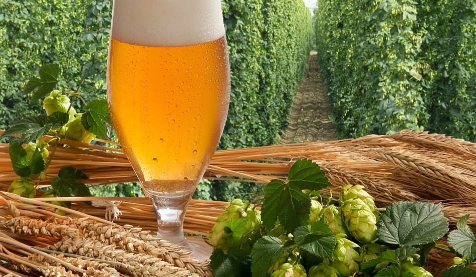 Descoperire japoneză: un ingredient din bere luptă împotriva unui virus ...