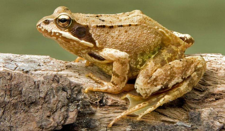 Broasca roşie de munte ajută specialiştii să creeze noi medicamente