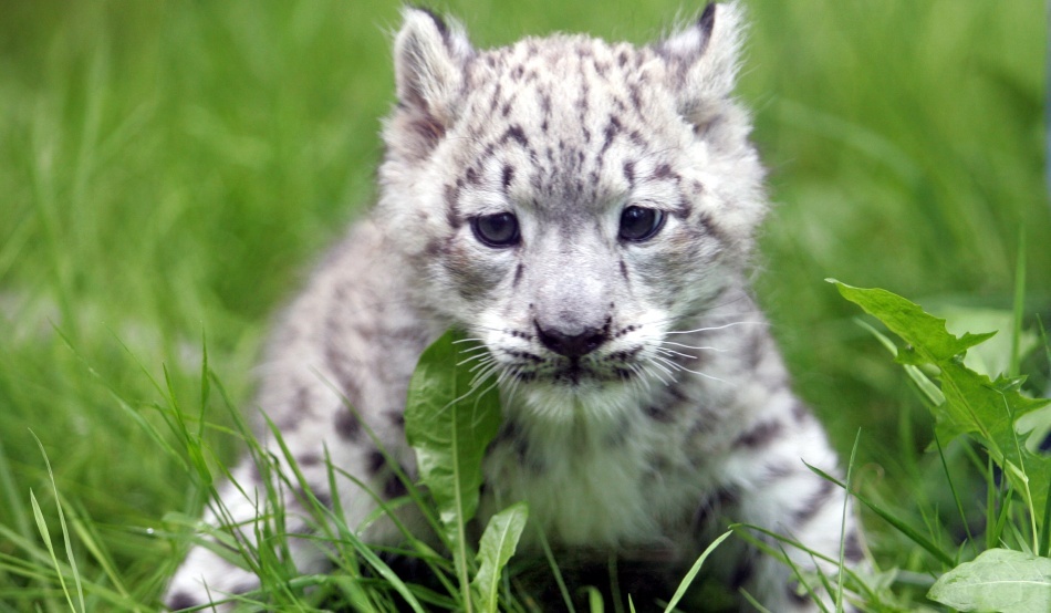 Asigurările pentru iaci ar putea salva leoparzii de zăpadă (FOTO)