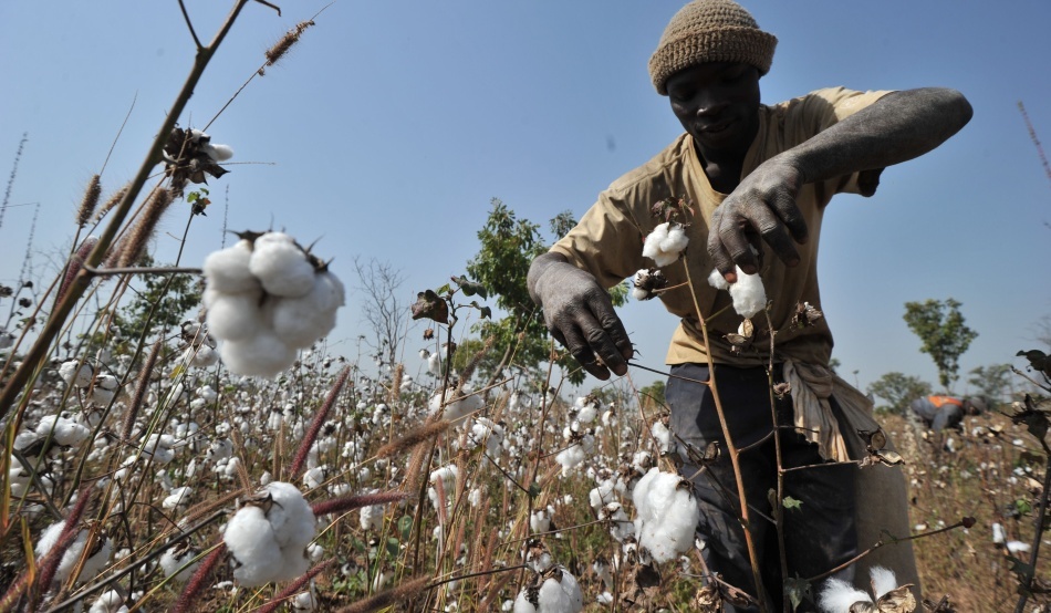 Oamenii de ştiinţă au creat bumbacul super-absorbant care poate colecta ...