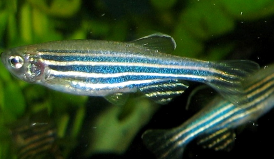 Cum arată gândurile unui peşte? (VIDEO)