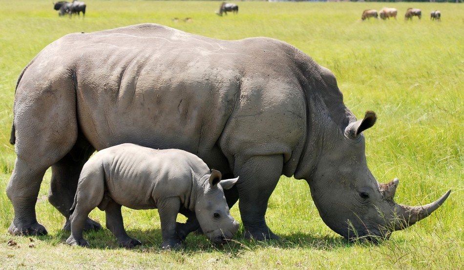 Ultima soluţie pentru salvarea rinocerilor: legalizaţi comerţul cu ...