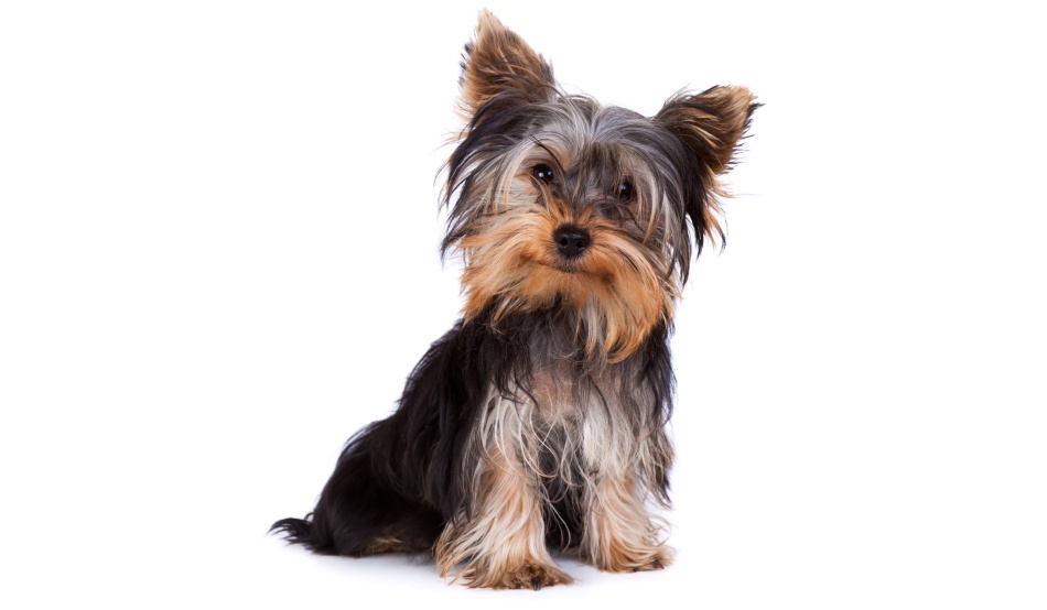 Câinii şi oamenii, buni prieteni încă de acum 33.000 de ani