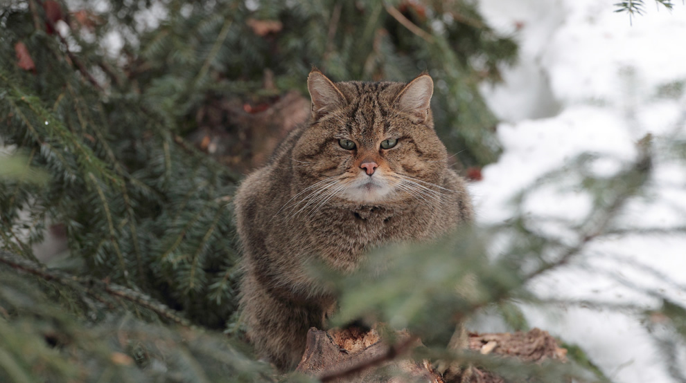 Fotografia zilei - Wildlife România