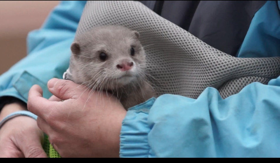 Noua vedetă din lumea animală: drăgălaşa vidră „albă” (VIDEO)
