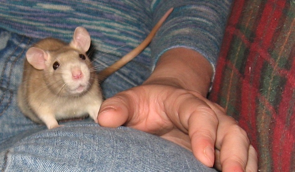 Telepatie între specii: putem controla un animal cu puterea gândului?