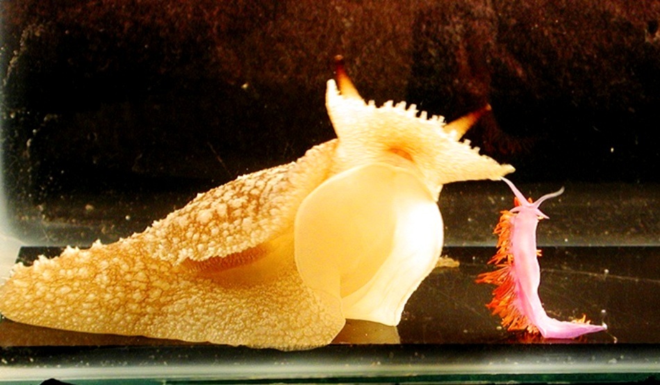 Dansul frenetic al prăzii în faţa prădătorului: întâlnire „full contact ...