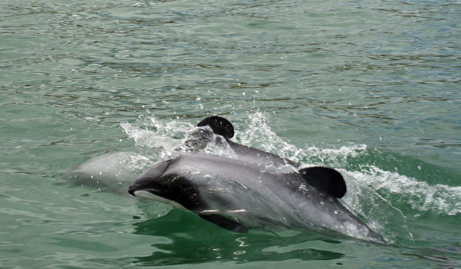 Vom reuşi să salvăm cea mai rară specie de delfin?