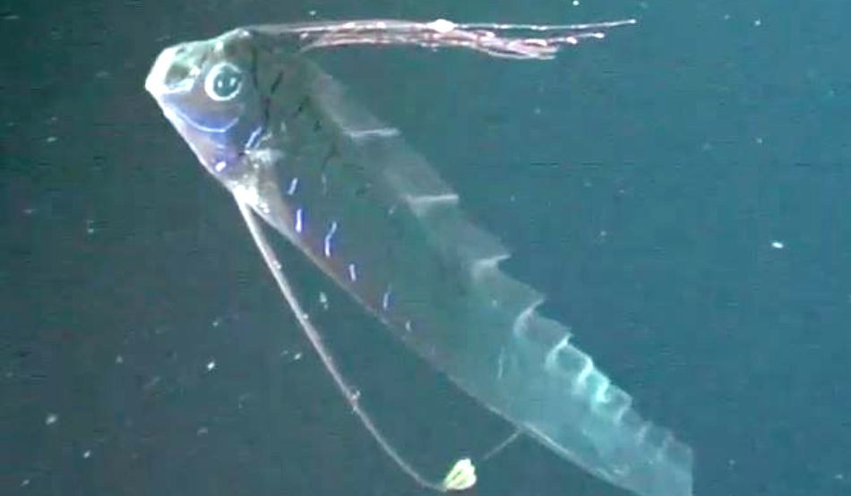 Să fie acesta legendarul „şarpe de mare”? Un animal marin ciudat a fost ...