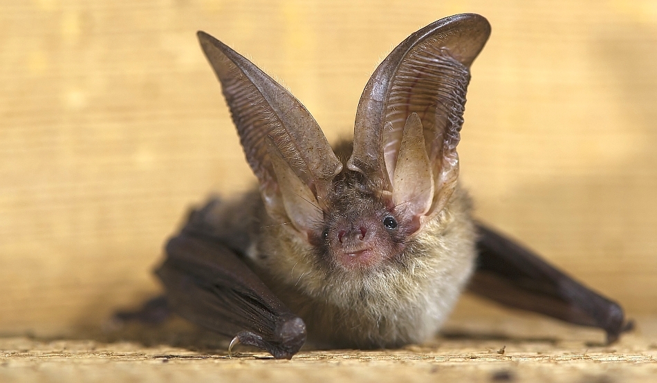 Puterile nebănuite ale corpului uman: descoperă „liliacul” din tine