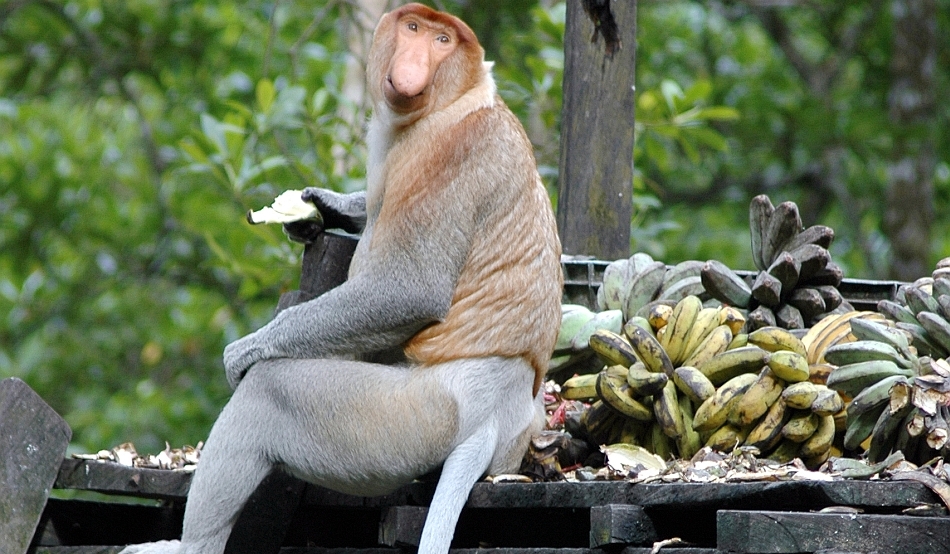 Şi animalele urâte merită să fie salvate: 5 animale cu aspect ...