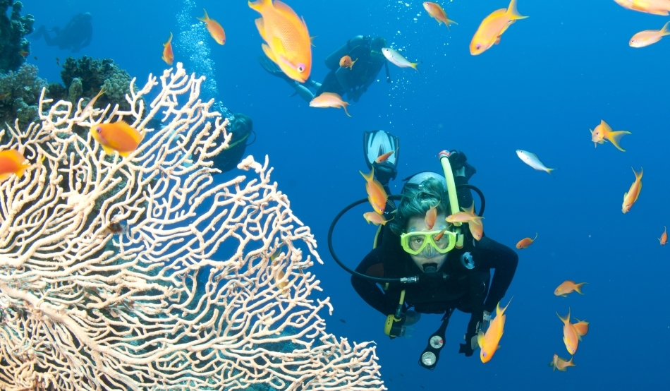 ONU lansează un avertisment în legătură cu Marea Barieră de Corali ...