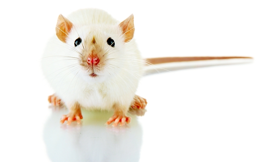 Premieră în lumea ştiinţei: un şoarece a fost clonat dintr-o singură ...