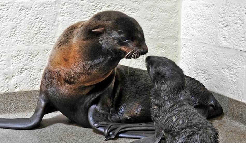 Cum arată un pui nou-născut de focă nordică cu blană? (FOTO/VIDEO)