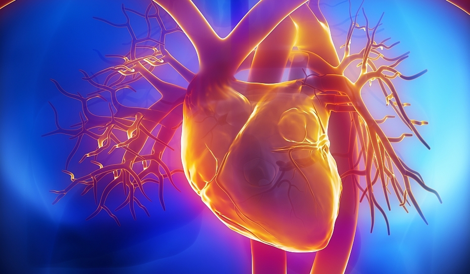 Premieră ştiinţifică: cercetătorii au reconstruit o inimă de şoarece ...