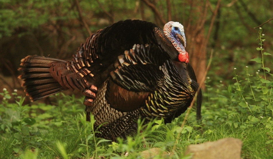 Cum cucereşti o parteneră? Secretul constă în prietenul ce te însoţeşte ...