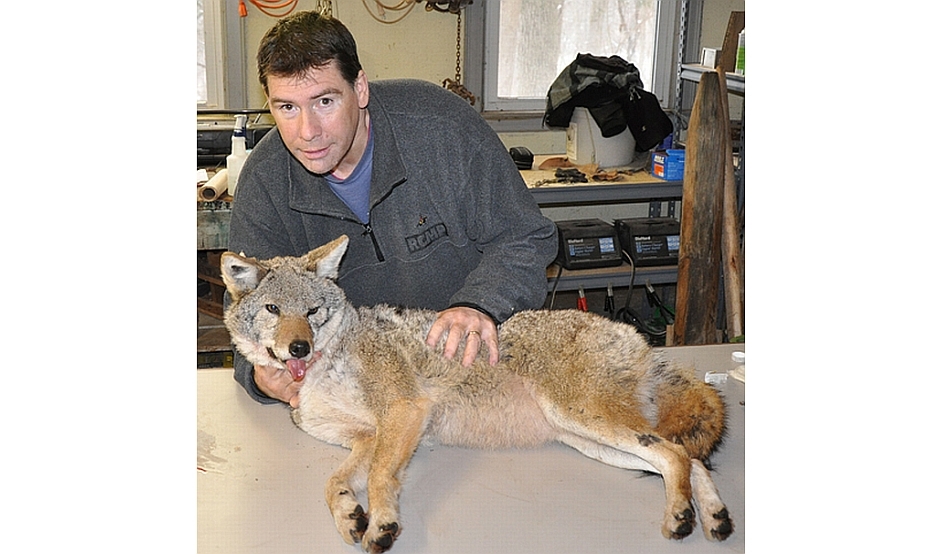 Ce este „coilupul”, animalul care cucereşte estul Americii de Nord?