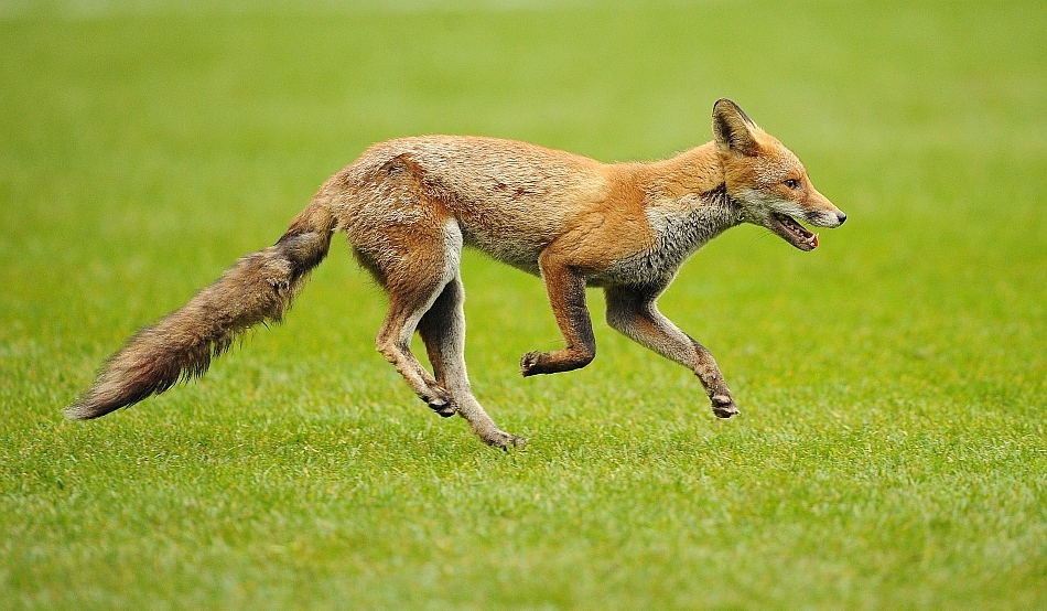 Cum se împacă locuitorii din Londra cu cele 10.000 vulpi ce trăiesc în ...