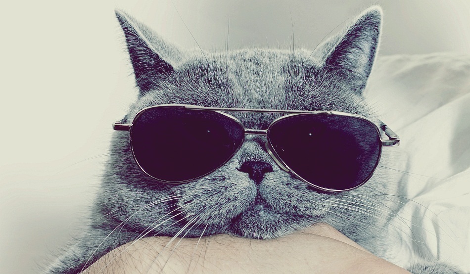 Care va fi soarta pisicilor în următorii 50 de ani?