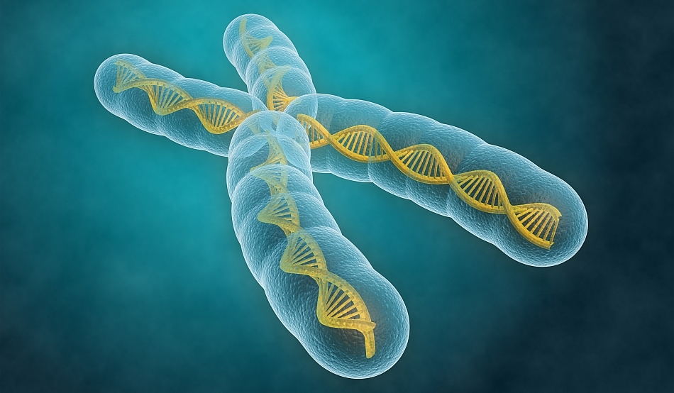 Ce ai învăţat la şcoală e greşit: cromozomul nu are, de fapt, formă de ...