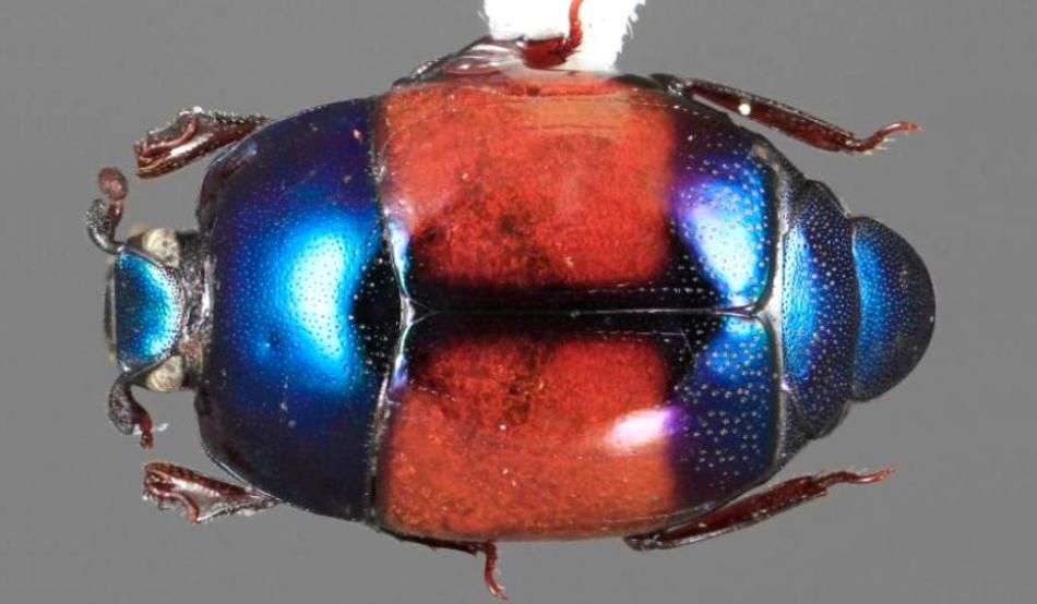Spectaculos: au fost descoperite 85 de specii noi de "insecte-giuvaere ...