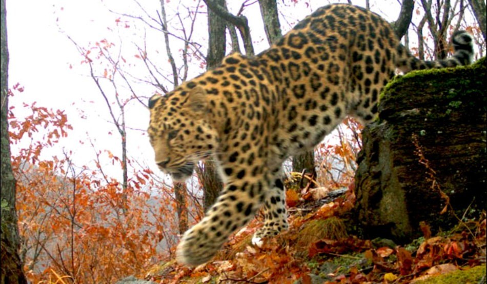 Surpriză! Au mai fost descoperiţi câţiva leoparzi siberieni