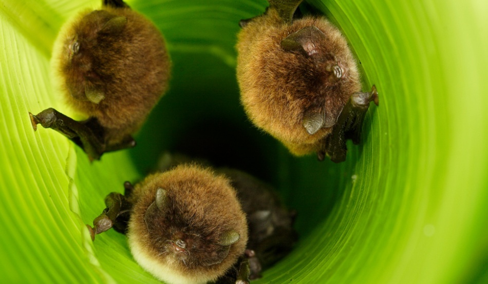 Primele animale care folosesc „megafoane” pentru a se face auzite