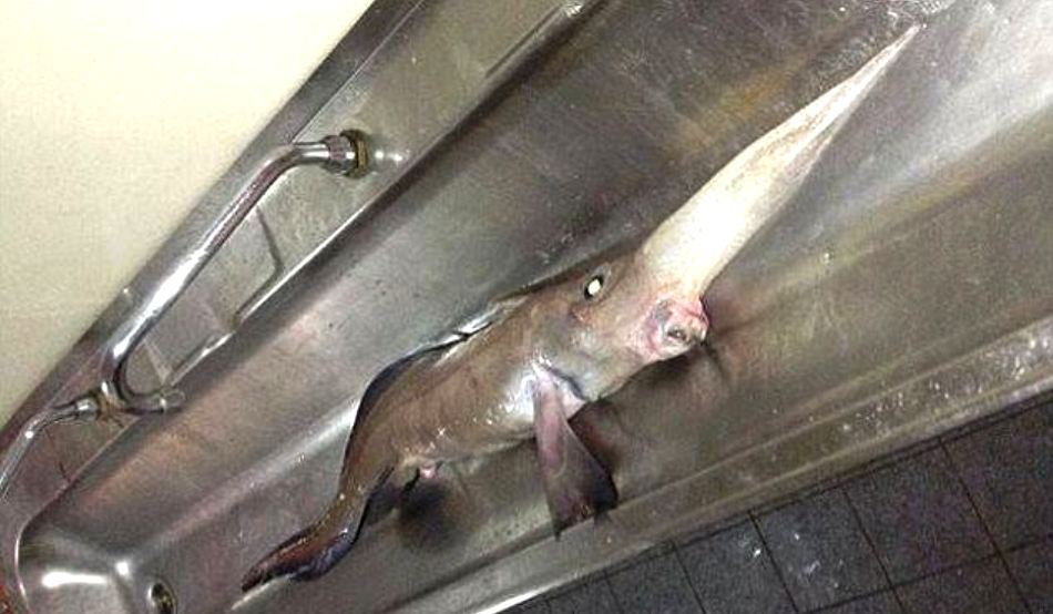 Veninos, bizar şi enigmatic: un animal rar a fost capturat în apele ...