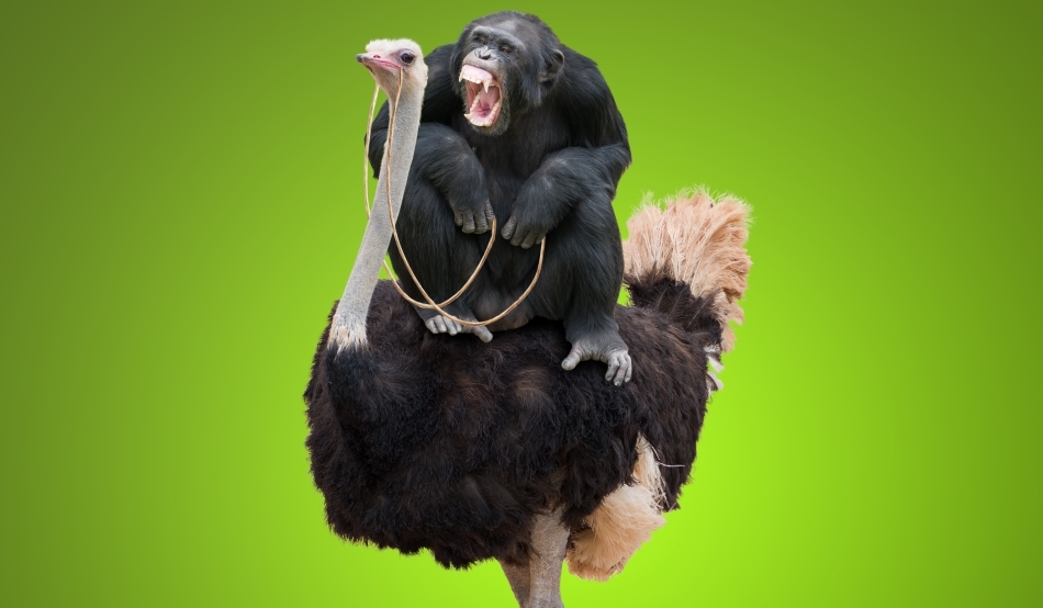 10 întrebări simple legate de animale care au răspunsuri mai puţin ...