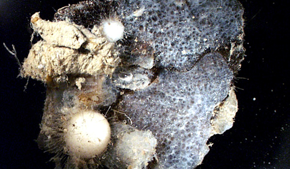 Care au fost primele animale? O nouă teorie contrazice tot ceea ce ...