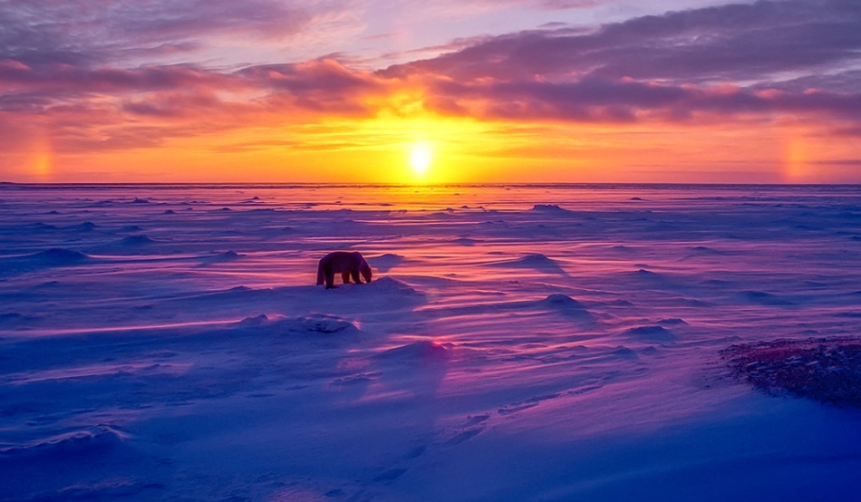 Ursul polar: adevăratul Rege al Nordului