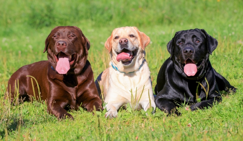 Care este cea mai populară rasă de câine? (GALERIE FOTO)