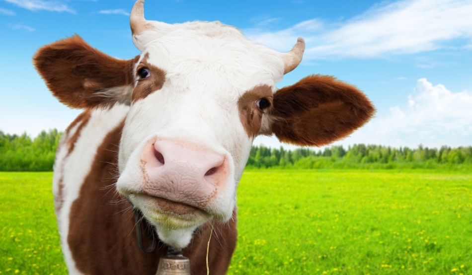 Calculatorul care încearcă să gândească la fel ca un om. Cum îşi ...