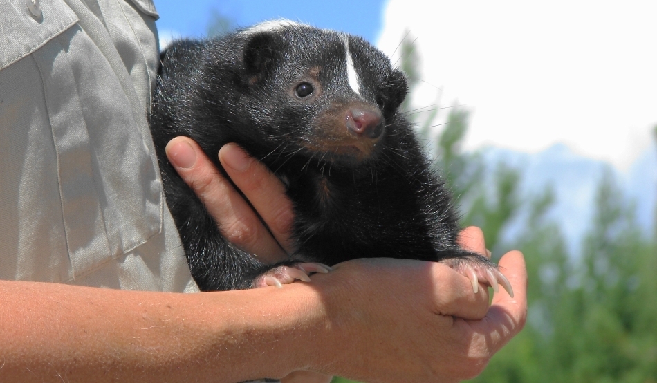 Sconcsul: cel mai adorabil dintre dezgustători