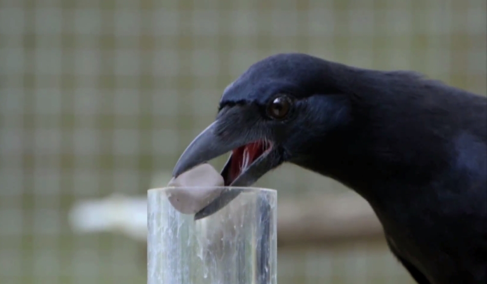 Imagini incredibile care arată cât de inteligenţi sunt corbii. Ce ...