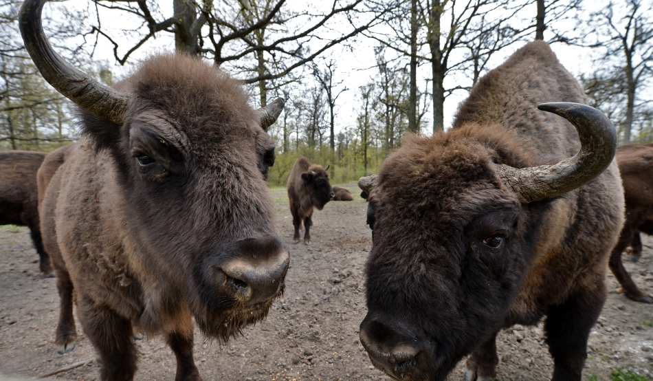 Cum arată cea mai mare zimbrărie din România? Iată cum poţi vedea pe ...