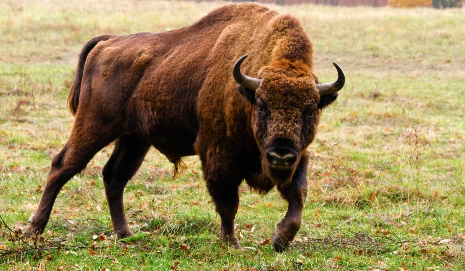 Începând de vineri, în România se găseşte cea mai mare fermă de bizoni ...